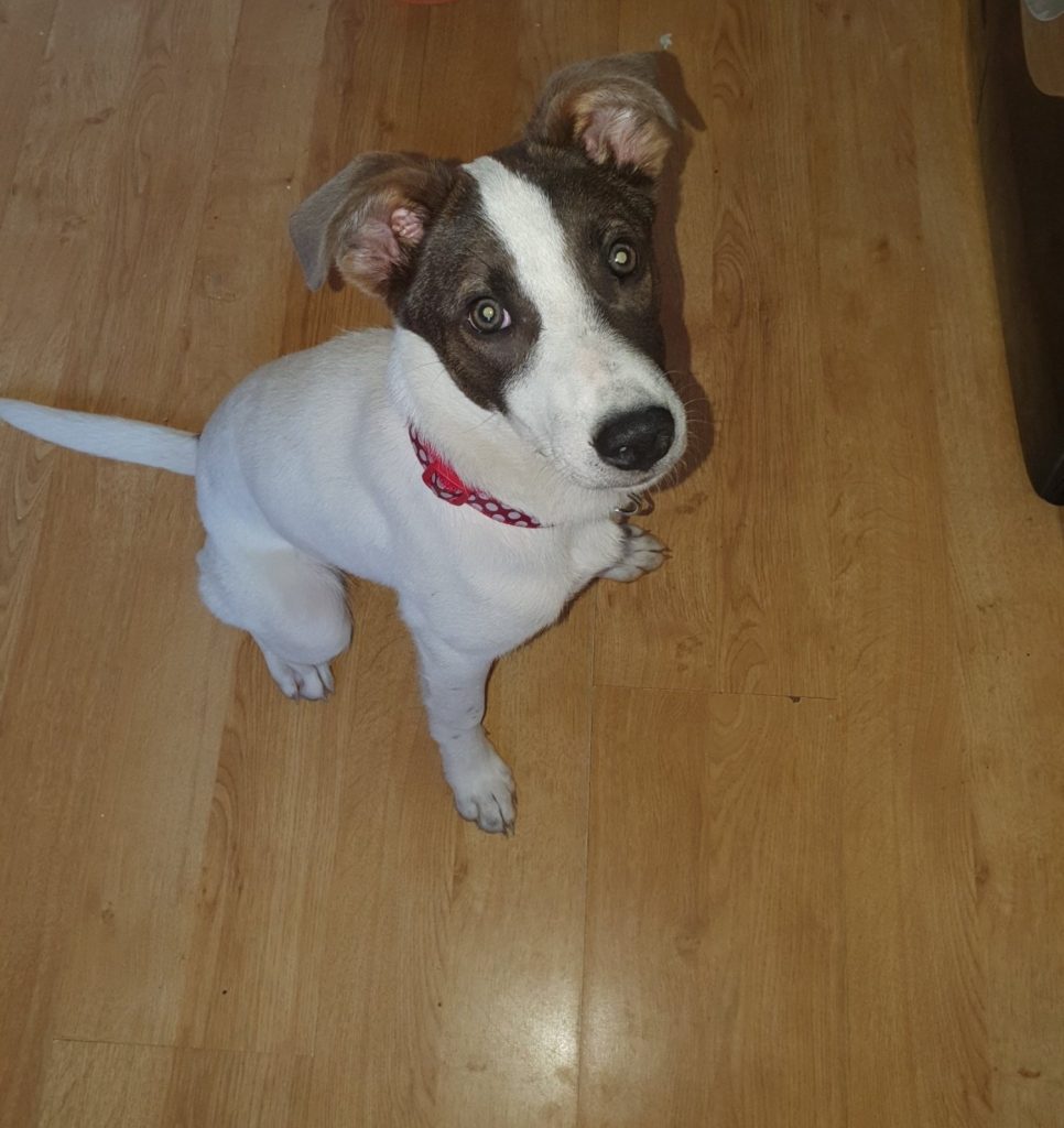 Phoenix Rehoming – Phoenix Rehoming